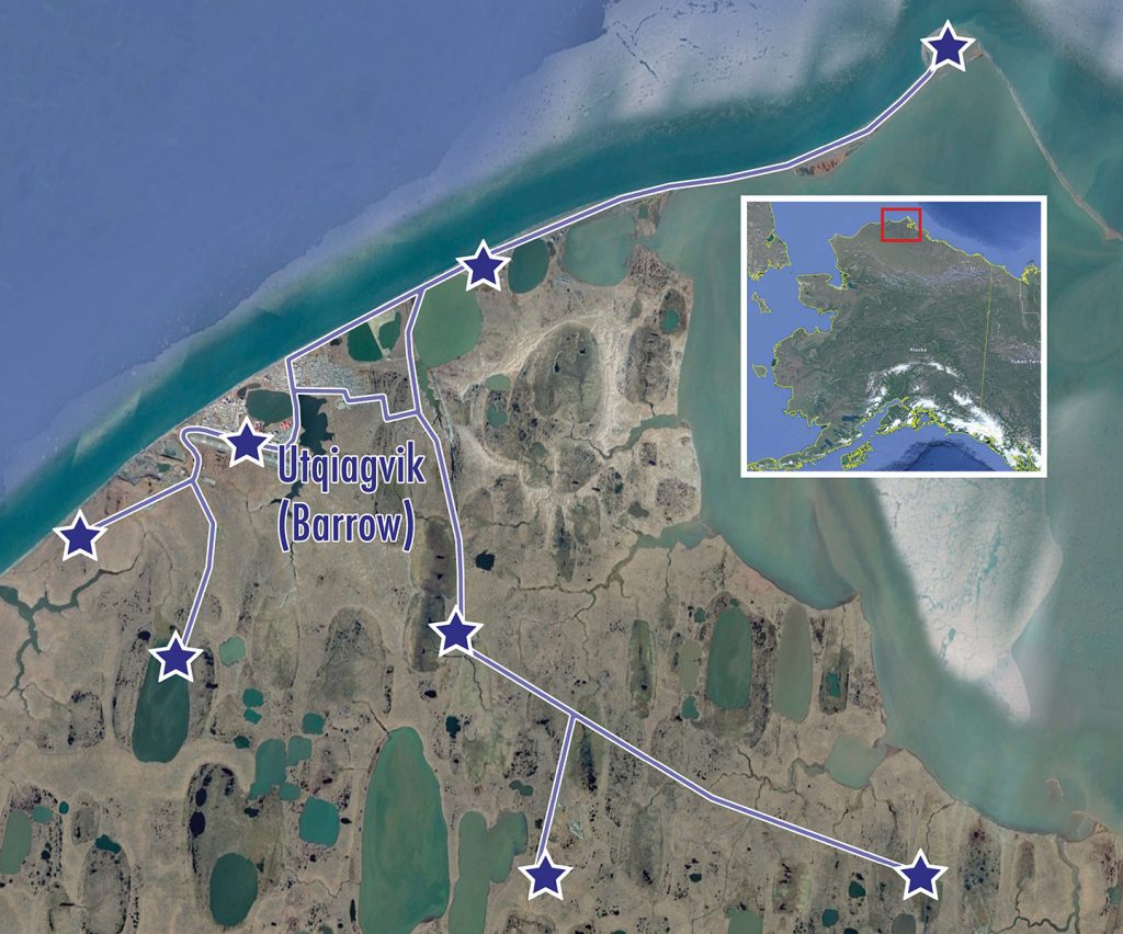 Alaska, Utqiagvik (Barrow): Top of the World Bird Photography ...