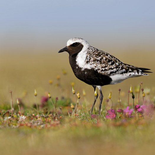 Alaska, Nome: A Bird Photographer's Goldmine - Sabrewing Nature Tours