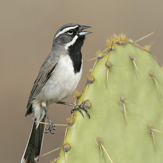 Arizona: Bird Photography in the Sky Islands - Sabrewing Nature Tours