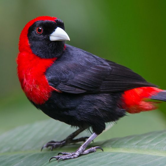 Costa Rica: Raptor Migration Spectacular - Sabrewing Nature Tours