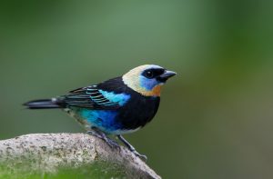 Sabrewing Nature Tours - Birding, Nature, and Photography