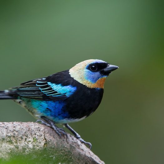 Costa Rica: Raptor Migration Spectacular - Sabrewing Nature Tours