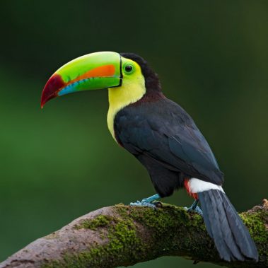 Costa Rica: Raptor Migration Spectacular - Sabrewing Nature Tours