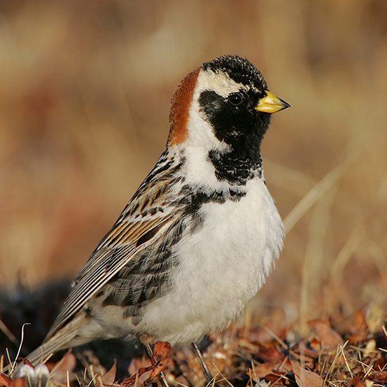 Alaska, Utqiagvik (Barrow): Top of the World Bird Photography ...