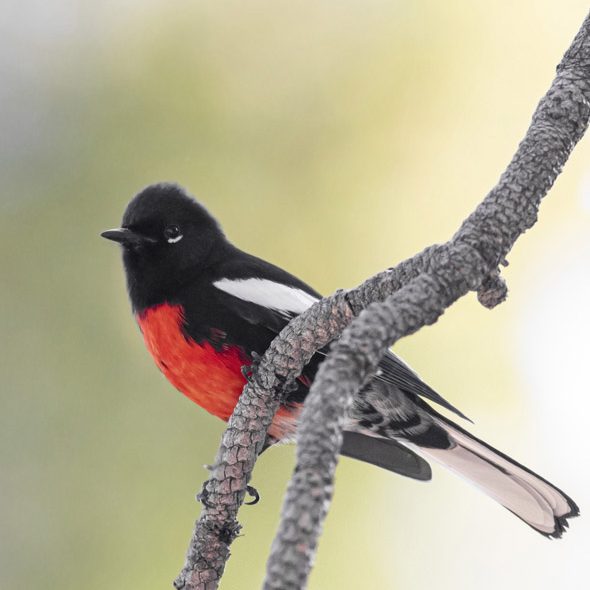 Arizona: Bird Photography in the Sky Islands - Sabrewing Nature Tours