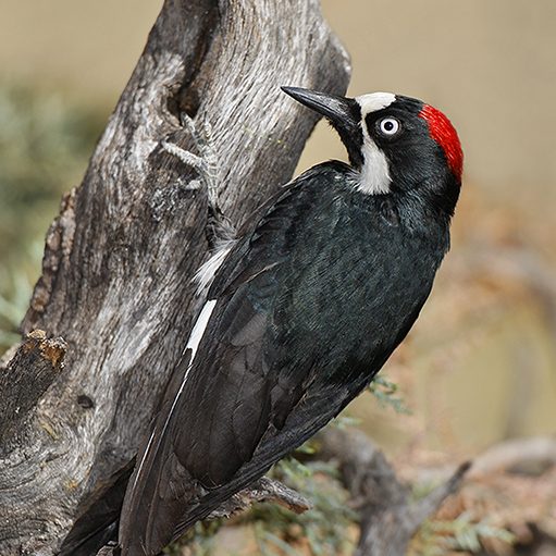 Arizona: Bird Photography in the Sky Islands - Sabrewing Nature Tours