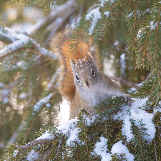 Minnesota: Northwoods Winter Adventure - Sabrewing Nature Tours