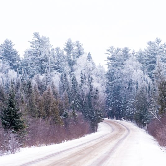 Minnesota: Northwoods Winter Adventure - Sabrewing Nature Tours