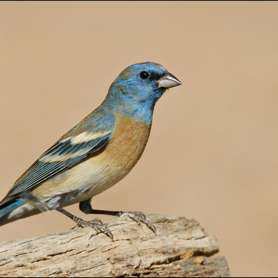 Arizona: Bird Photography in the Sky Islands - Sabrewing Nature Tours