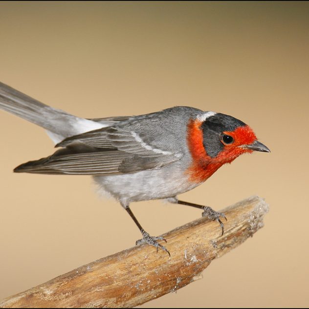 Arizona: Bird Photography in the Sky Islands - Sabrewing Nature Tours
