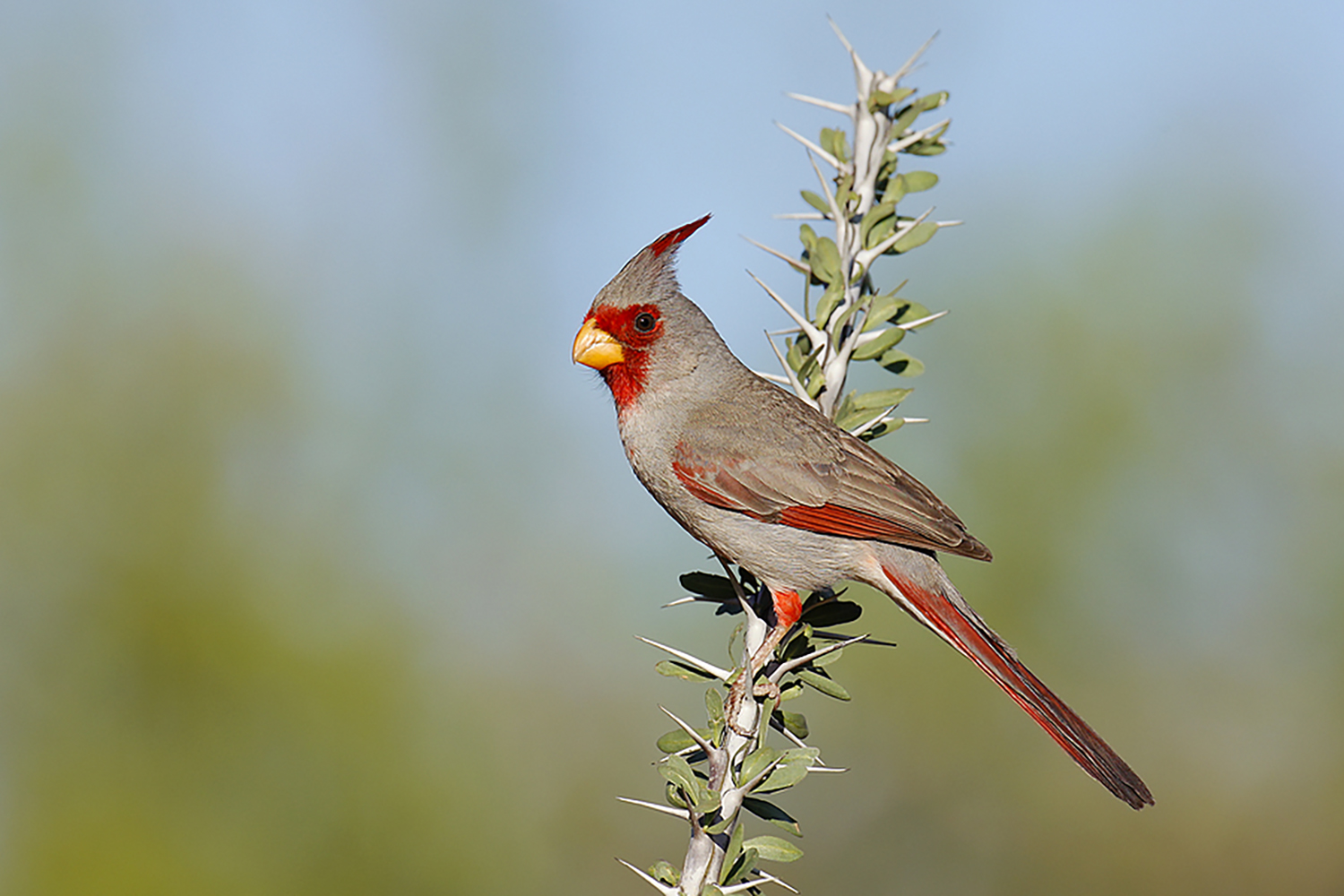 Arizona: Bird Photography in the Sky Islands - Sabrewing Nature Tours