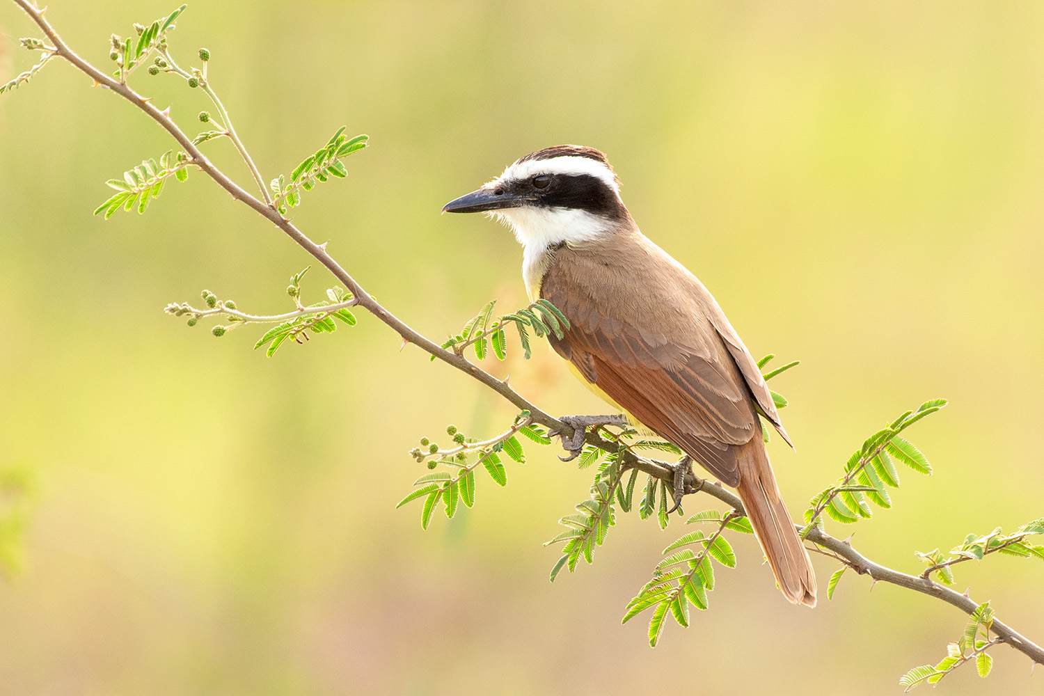 Texas: Birding the Rio Grande Valley - Sabrewing Nature Tours