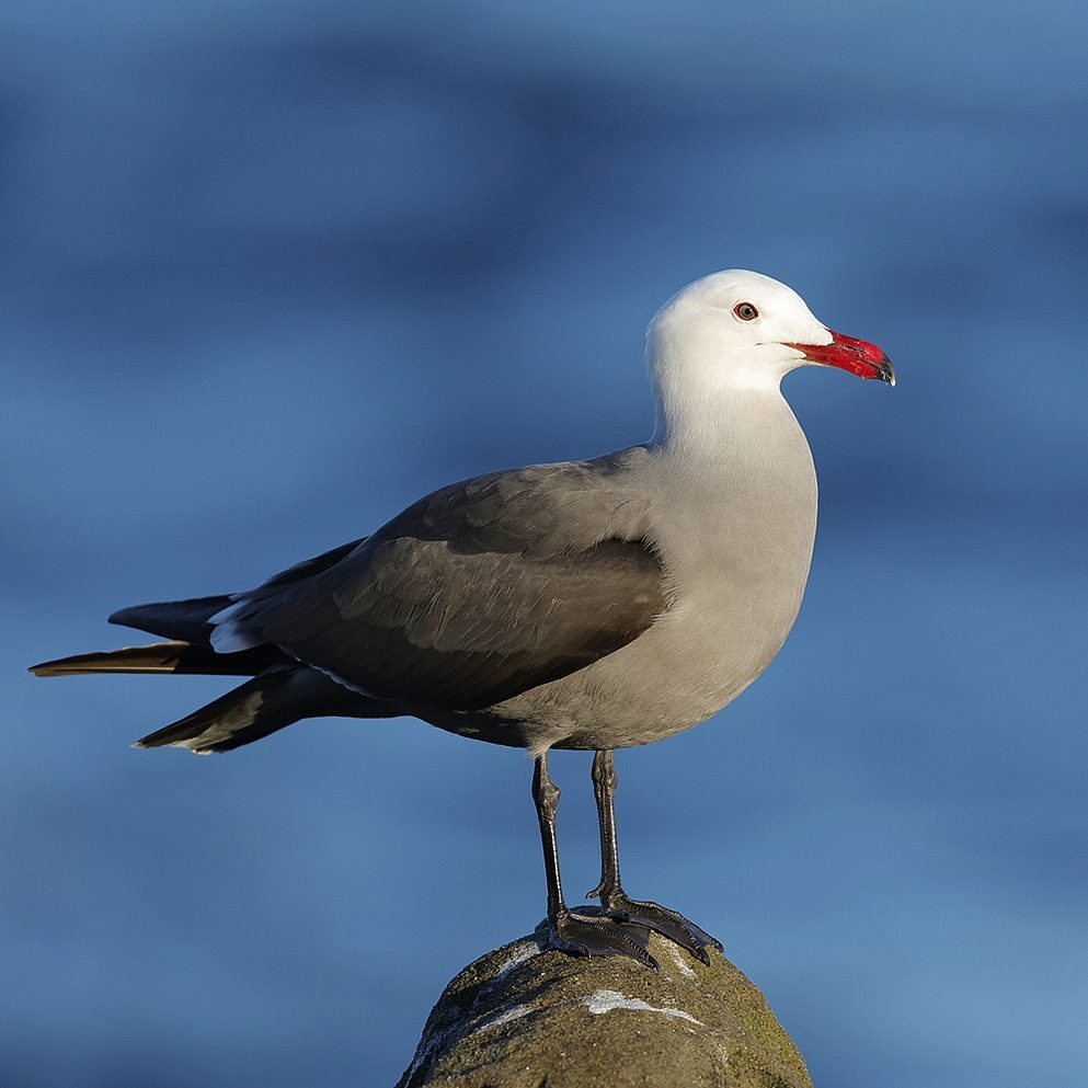 Guide: Jamie Cunningham Archives - Sabrewing Nature Tours