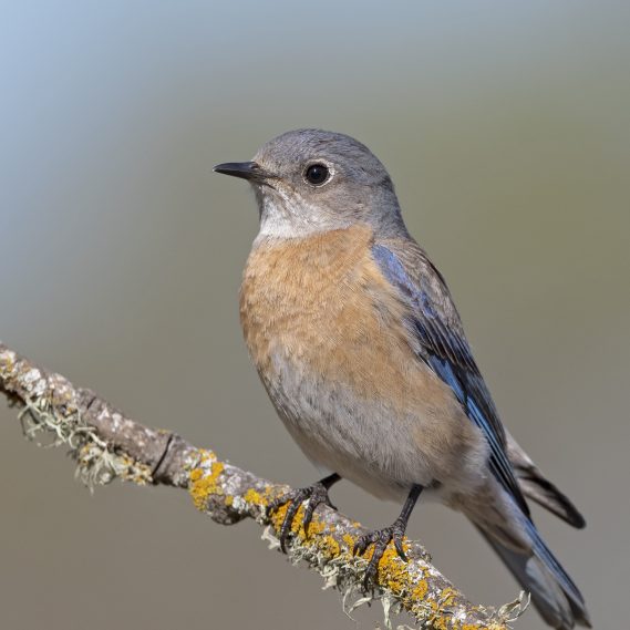 Photography Workshop: California Specialties - Sabrewing Nature Tours