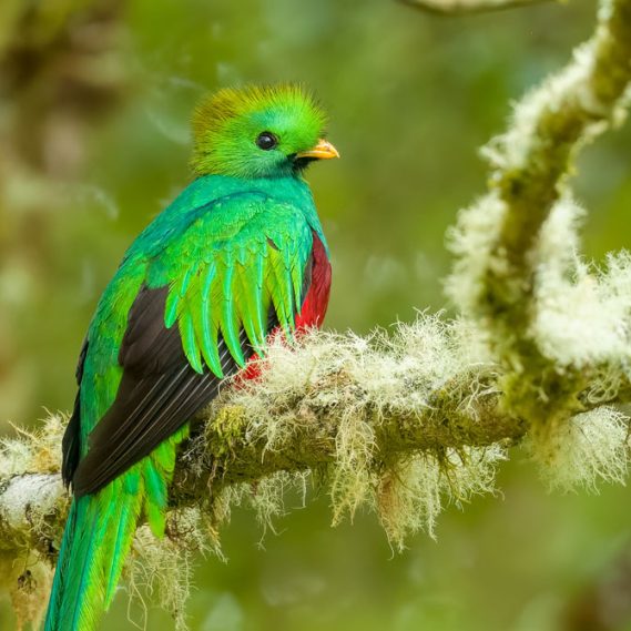 Costa Rica Quetzal Photography Tour | Sabrewing Nature Tours