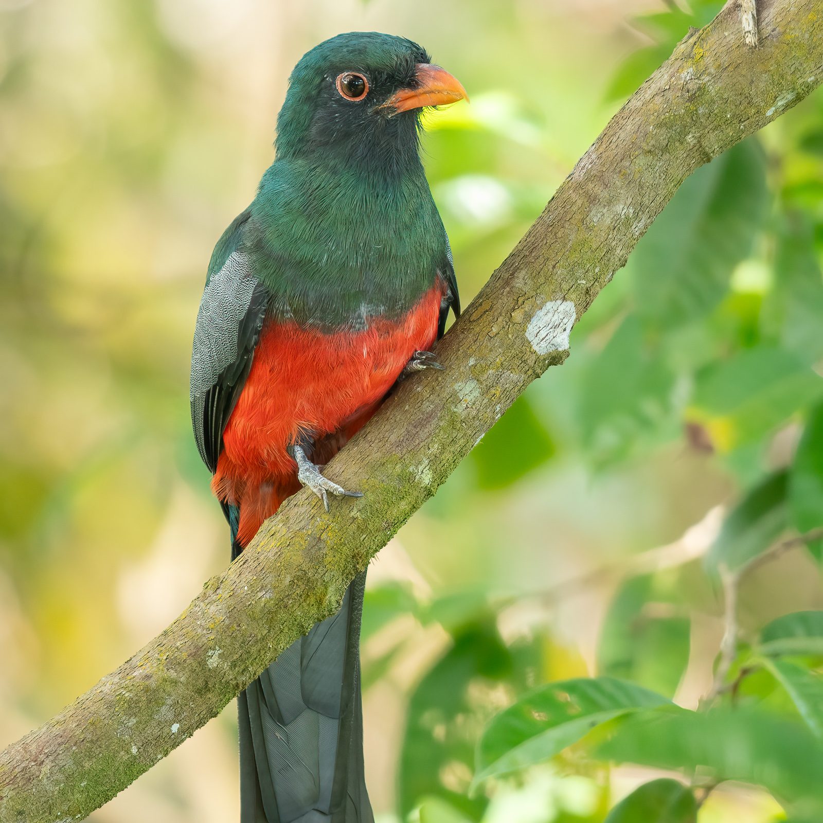 Costa Rica: Raptor Migration Spectacular - Sabrewing Nature Tours
