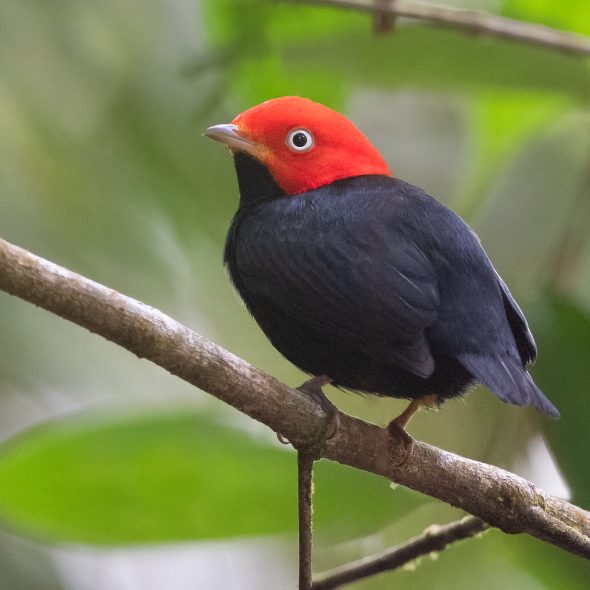 Panama Birding Tour | Canopy Tower
