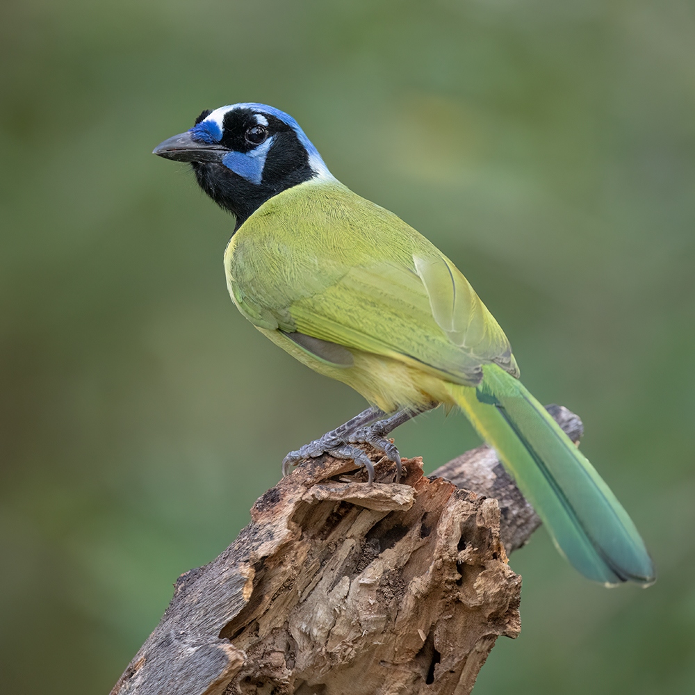 Texas: Birding the Rio Grande Valley - Sabrewing Nature Tours