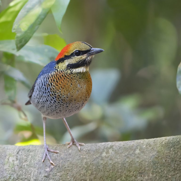 Guide: Jamie Cunningham Archives - Sabrewing Nature Tours