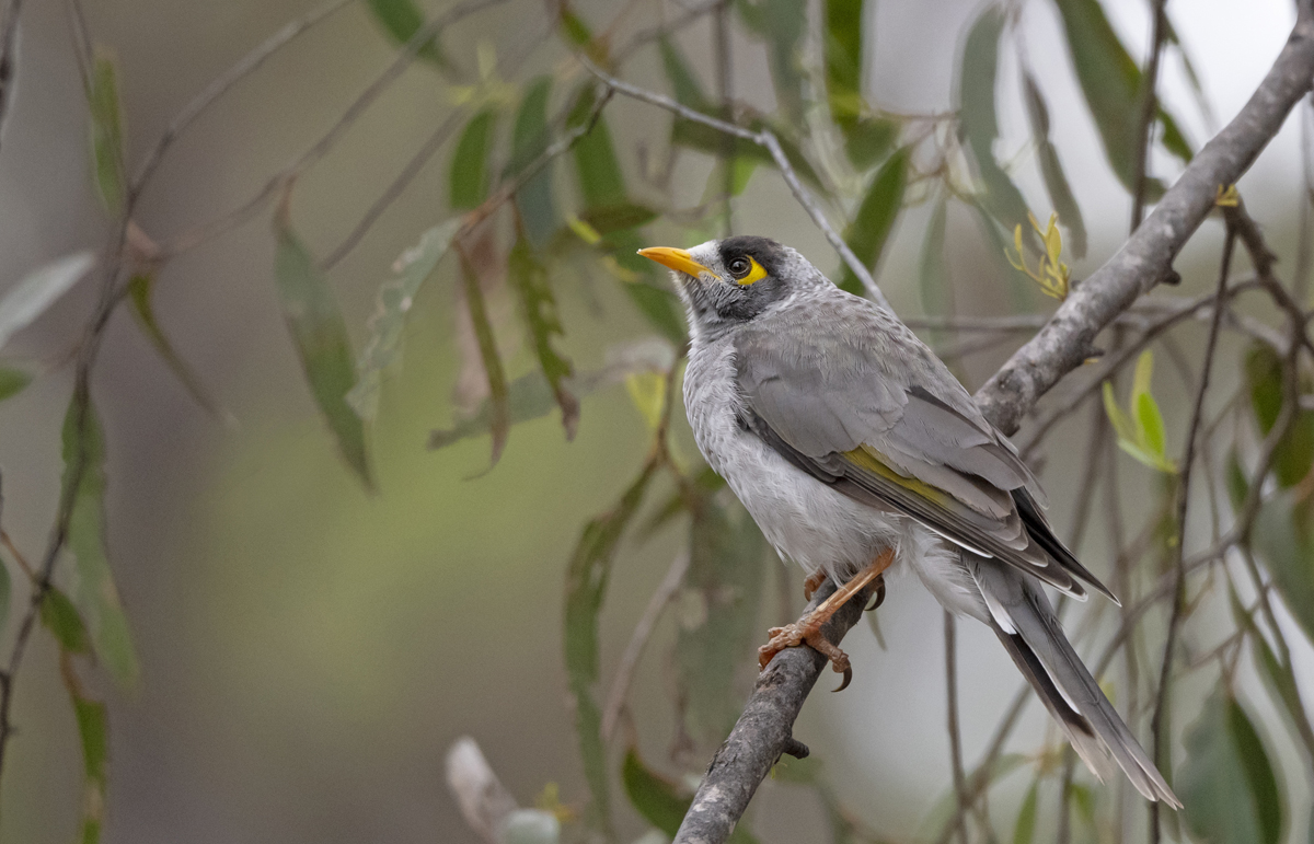 Australia Photo - Sabrewing Nature Tours