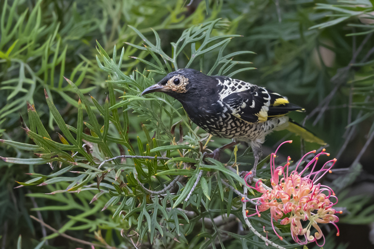 Australia Photo - Sabrewing Nature Tours