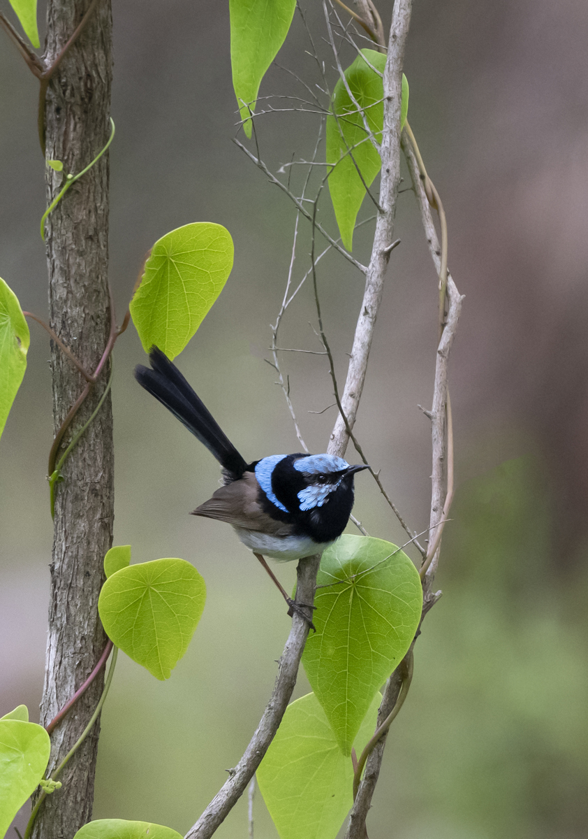 Australia Photo - Sabrewing Nature Tours
