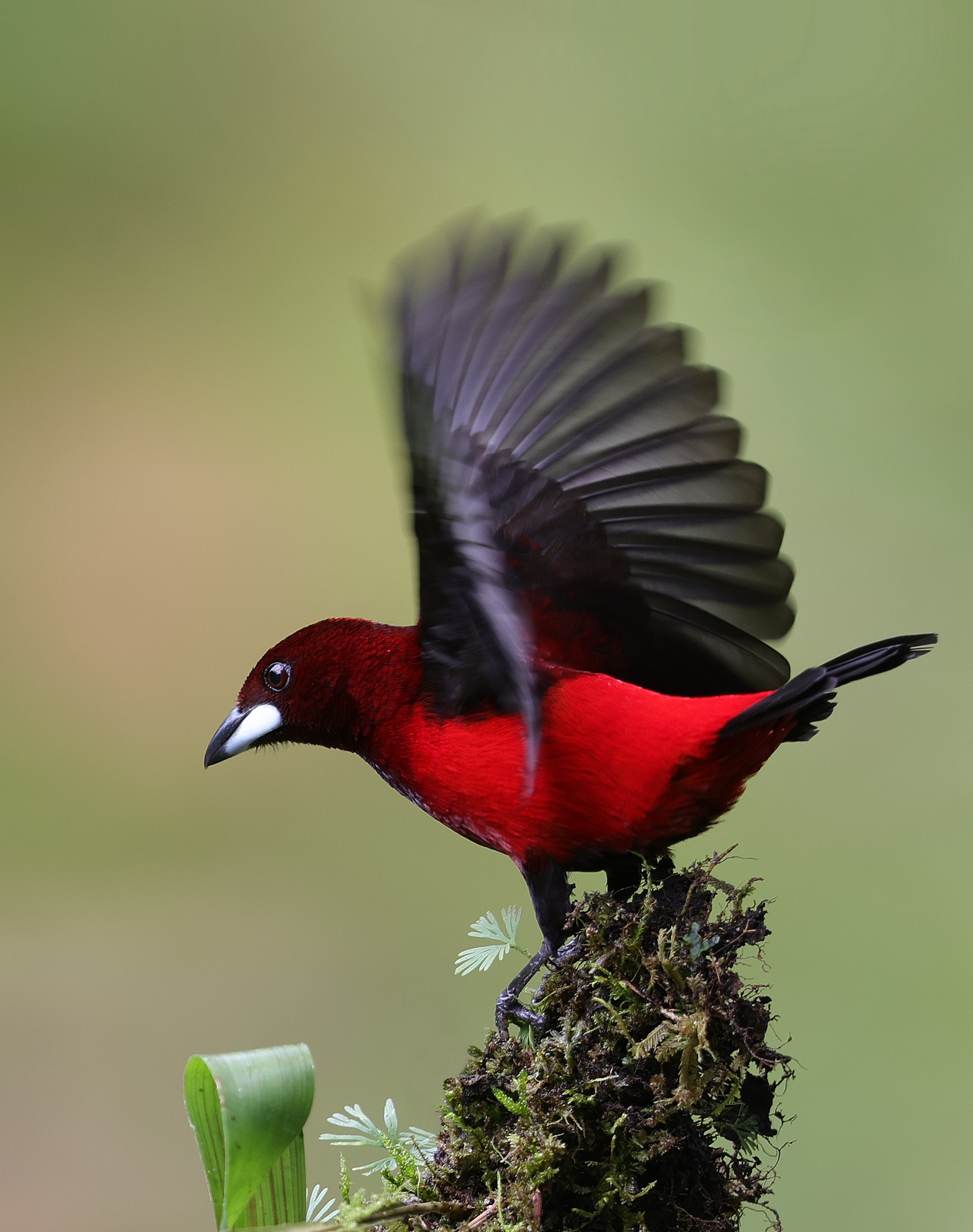 Panama: Canopy Lodge - Sabrewing Nature Tours