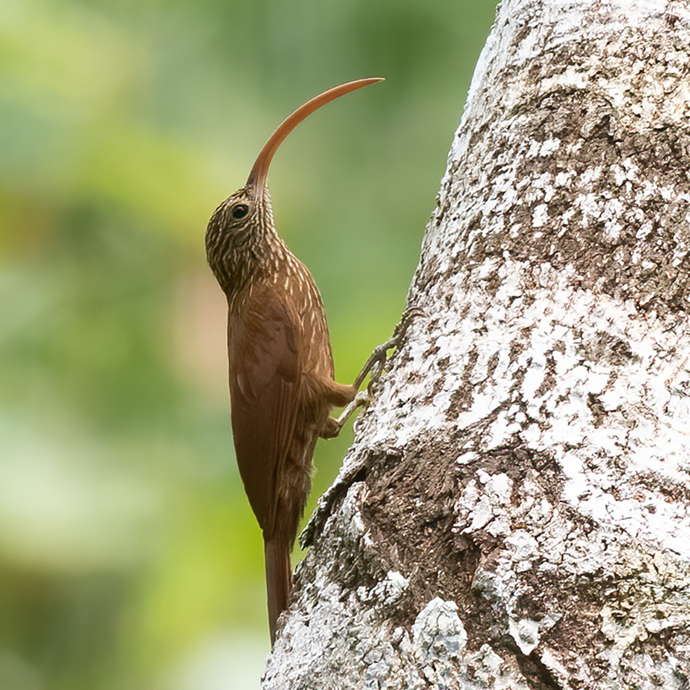 Panama: Canopy Camp - Sabrewing Nature Tours
