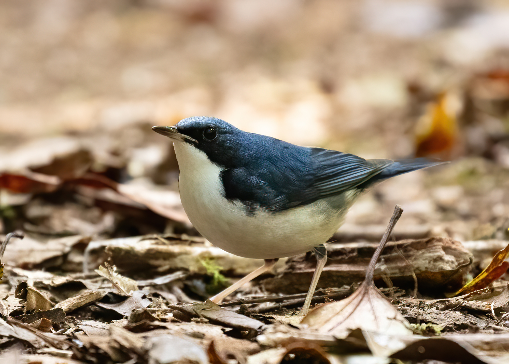 Vietnam: The Best of the South - Sabrewing Nature Tours