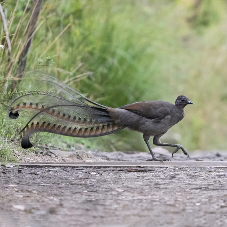 Guide: Jamie Cunningham Archives - Sabrewing Nature Tours