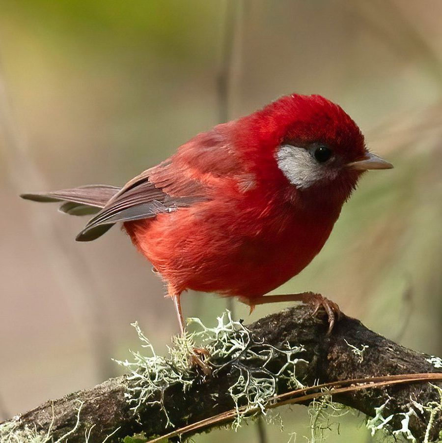 Mexico: Oaxaca Adventure with Tucson Bird Alliance - Sabrewing Nature Tours